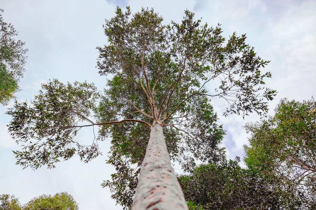 Australian Forest and Wood Innovations (AFWI) - Gippsland Forestry Hub