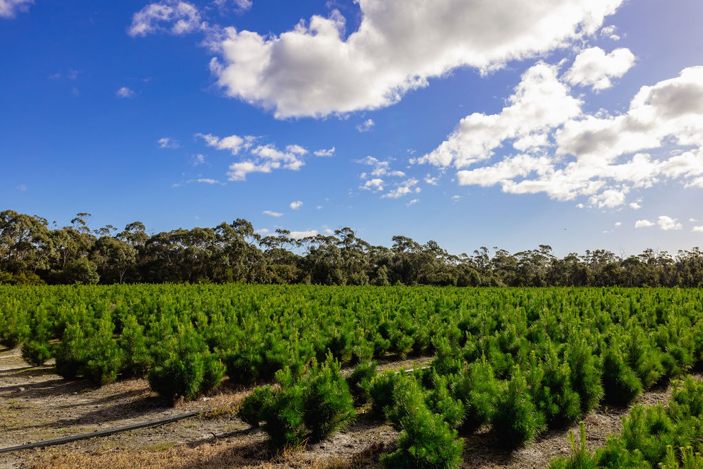 Gippsland Plantations Investment Program (GPIP) - Gippsland Forestry Hub